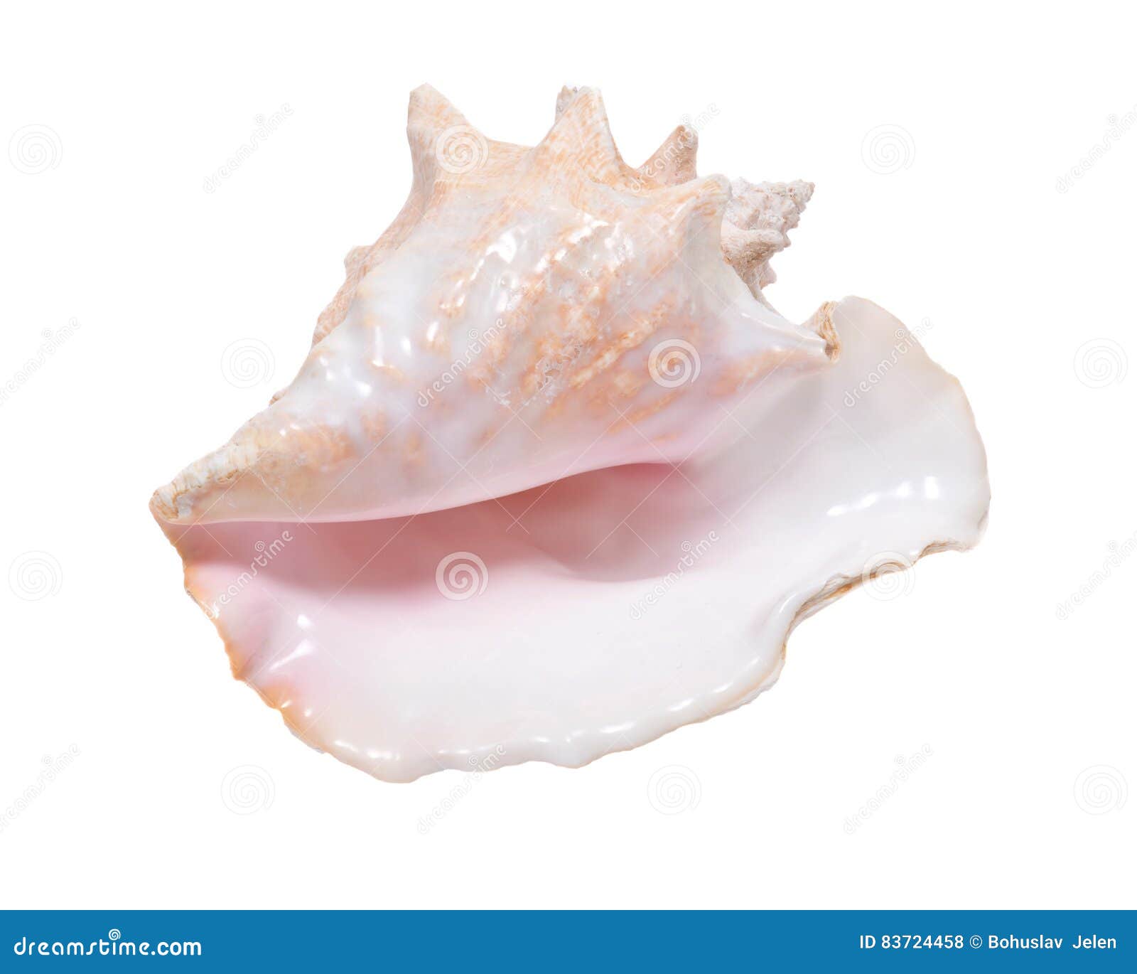 Large Pink Queen Conch Seashell Stock Photo - Image of object, conch ...