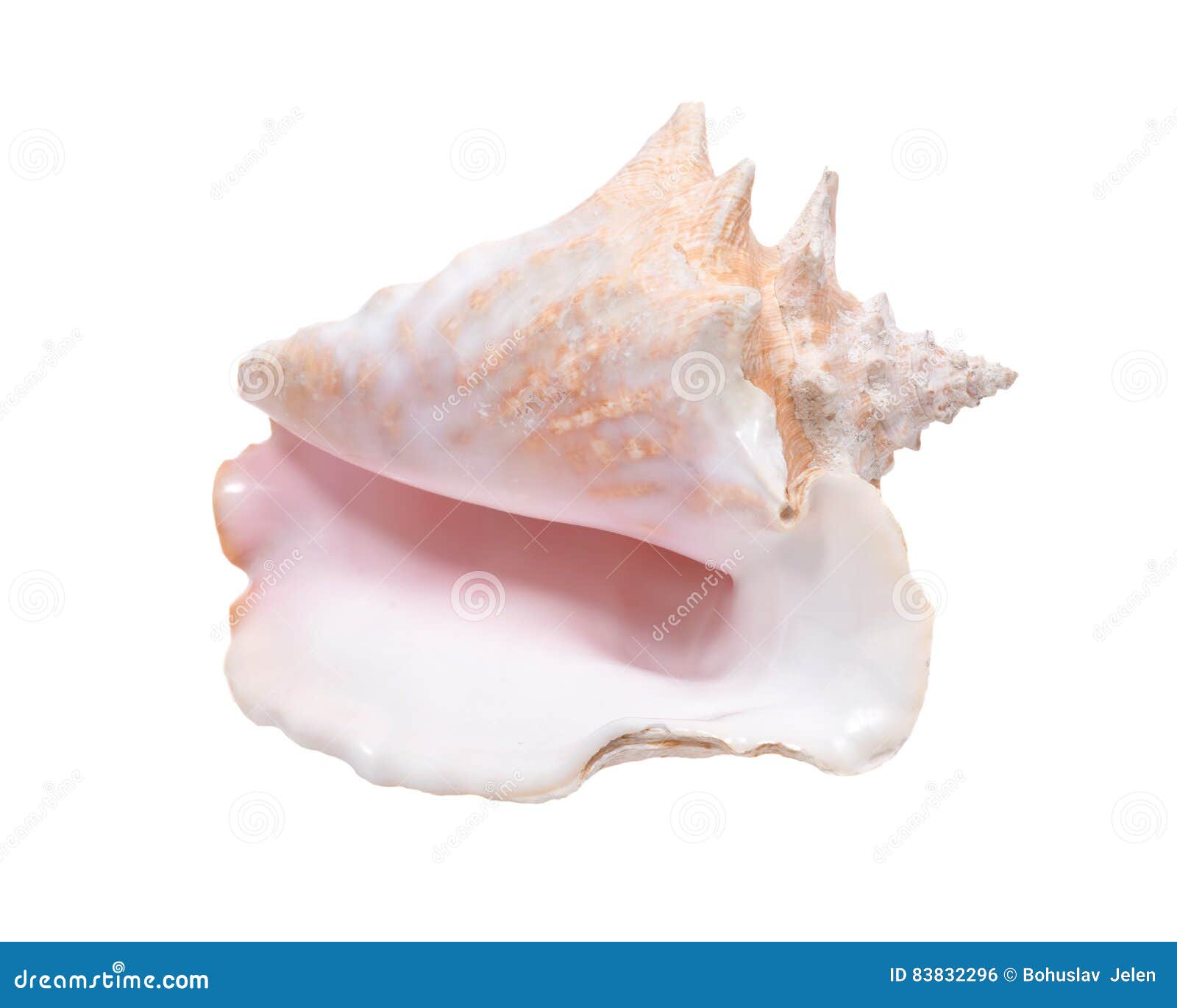 Large Pink Queen Conch Seashell Stock Photo - Image of life, seashell ...