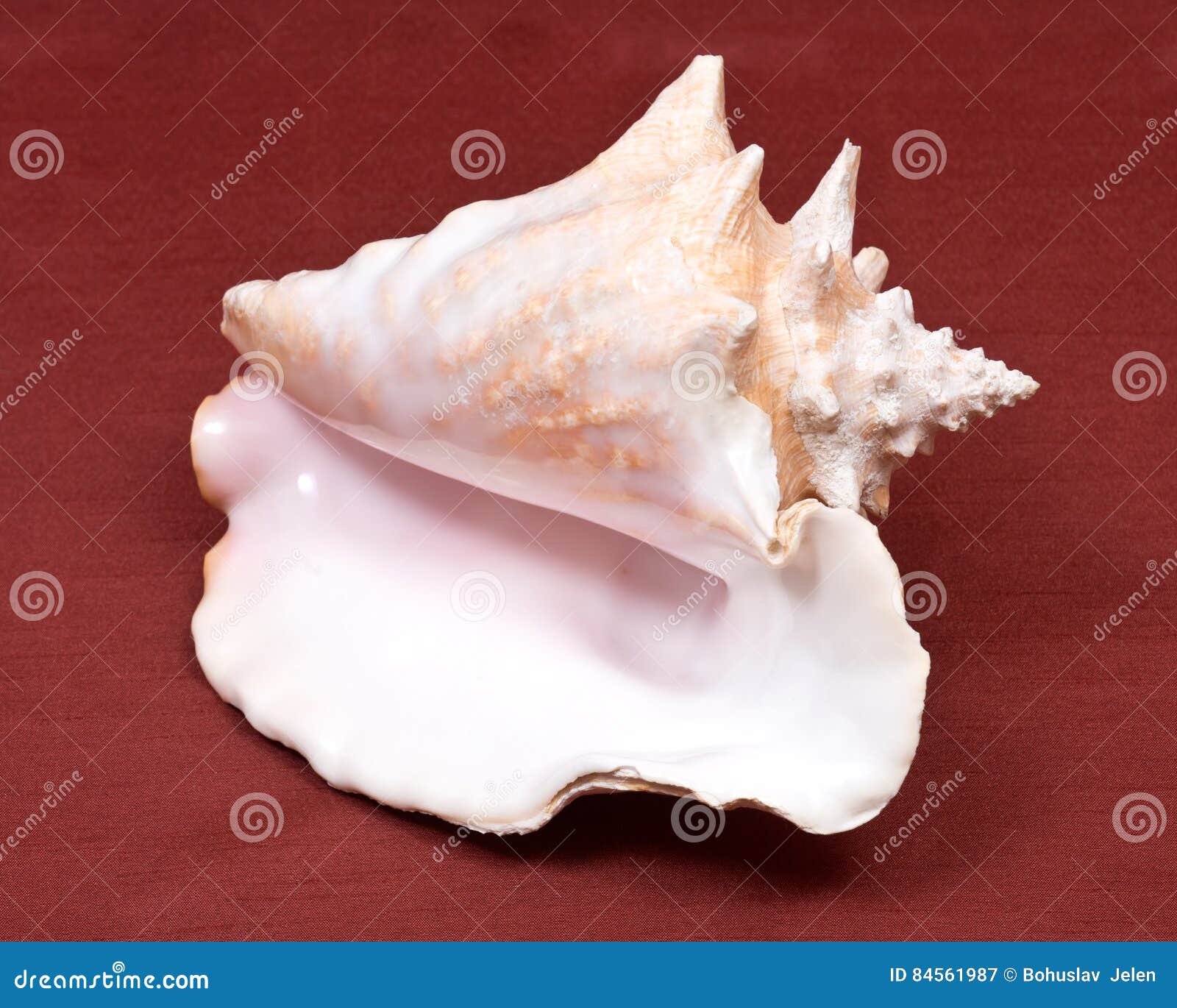 Large Pink Queen Conch Seashell Stock Image - Image of snail, summer ...