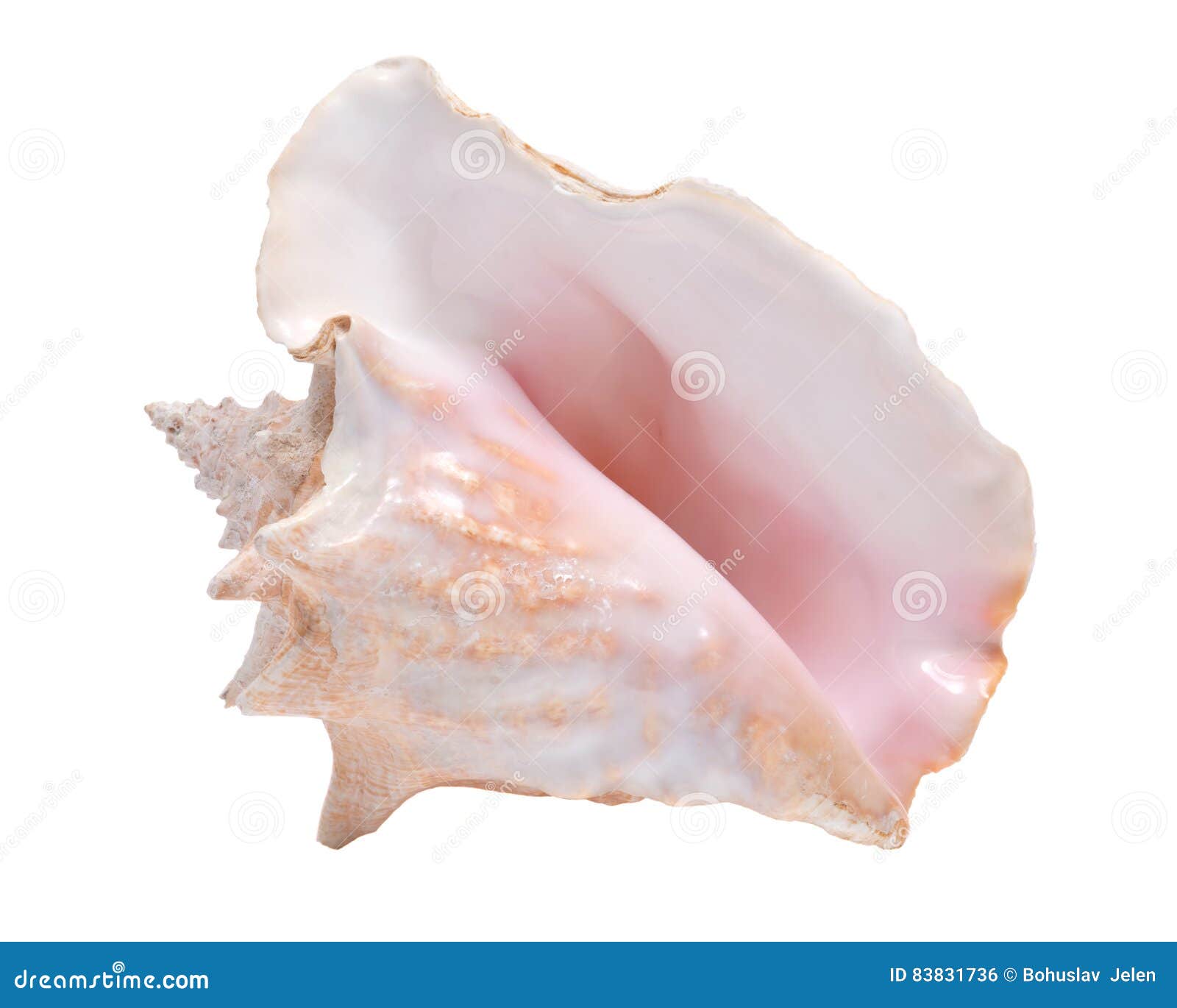 Large Pink Queen Conch Seashell Stock Photo - Image of snail, summer ...