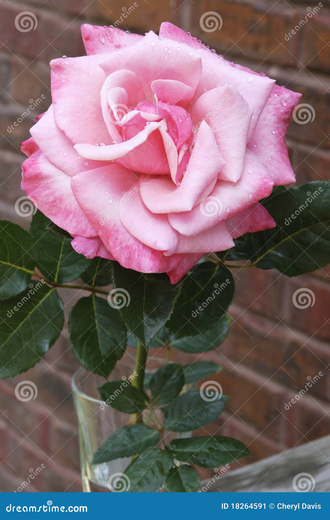 Large Pink Rose in Vase stock image. Image of mothers - 18264591