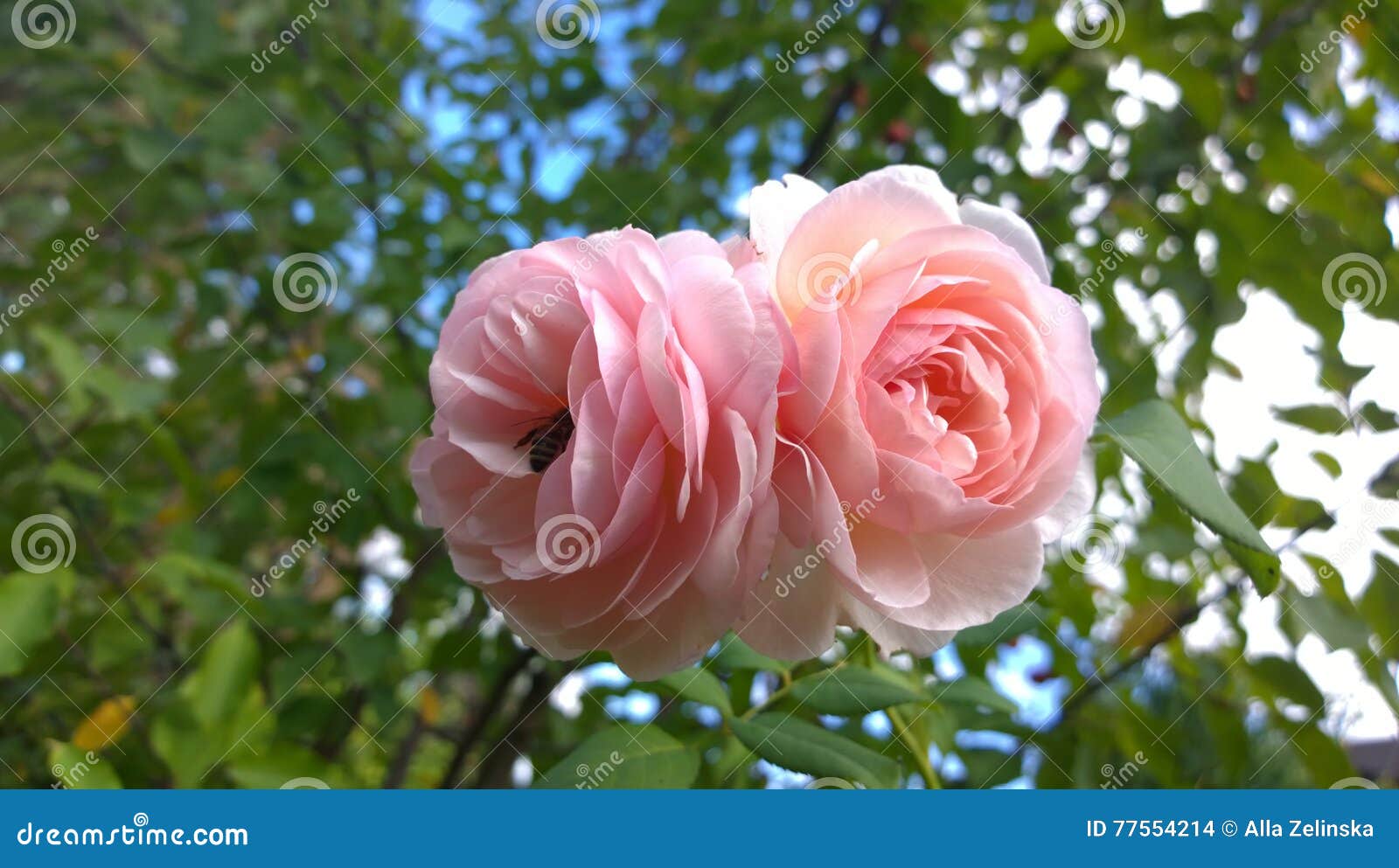 Large Pink Roses Against a Blue Sky Stock Photo - Image of outdoor ...