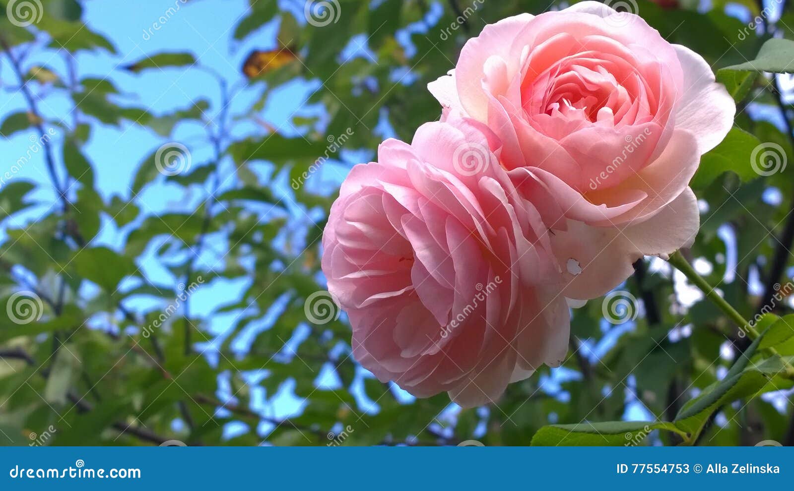 Large Pink Roses Against a Blue Sky Stock Image - Image of outdoor ...