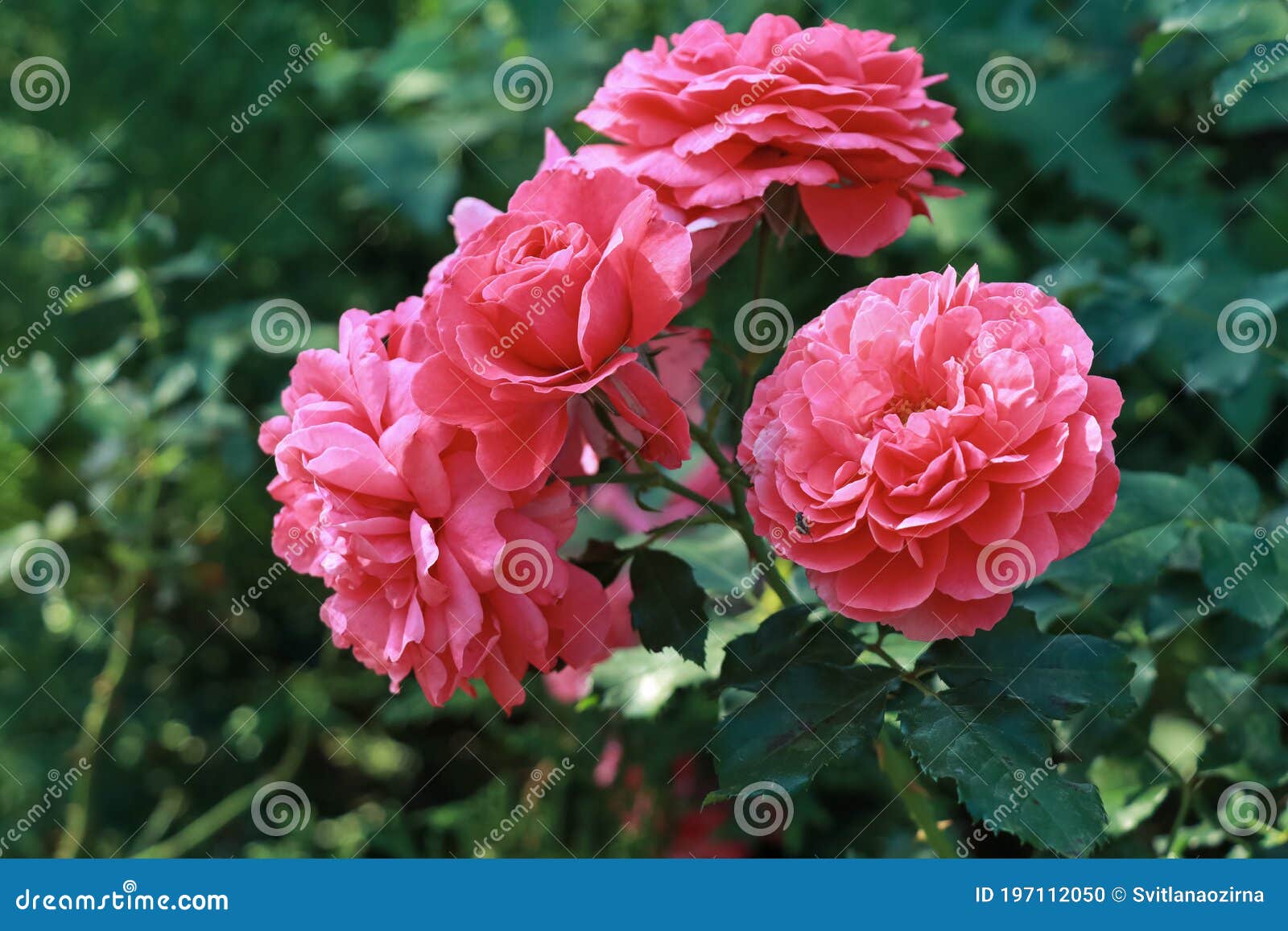 Large Pink Roses Grow on a Green Bush Stock Photo - Image of fresh ...