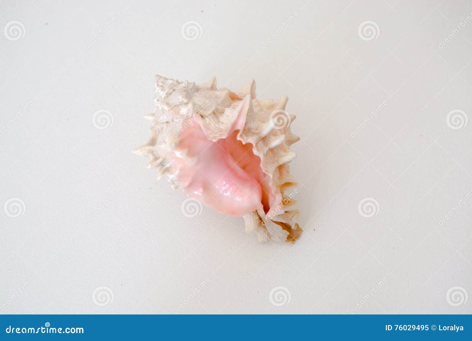 Large pink seashell stock image. Image of water, star - 76029495