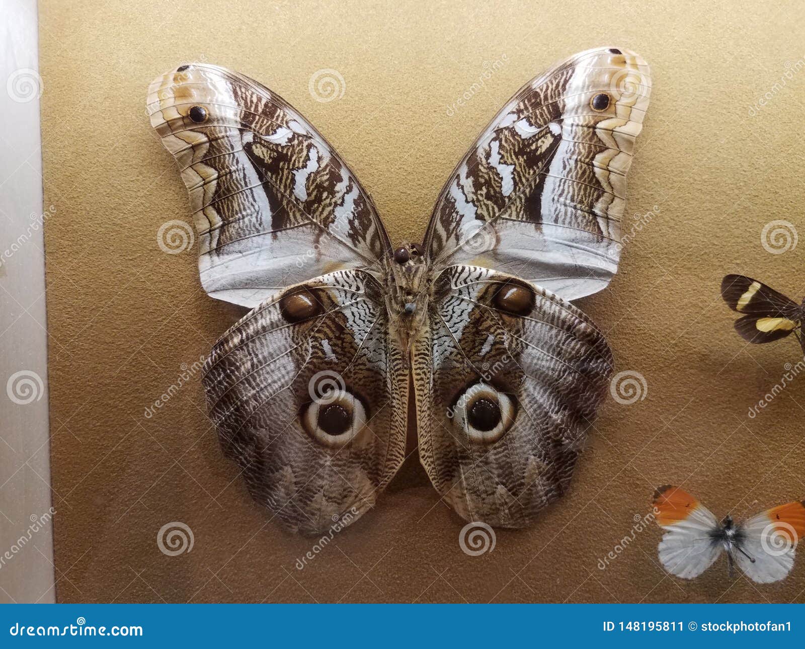 Large Pinned Moth Specimen with Wings with Eyes Stock Image - Image of ...
