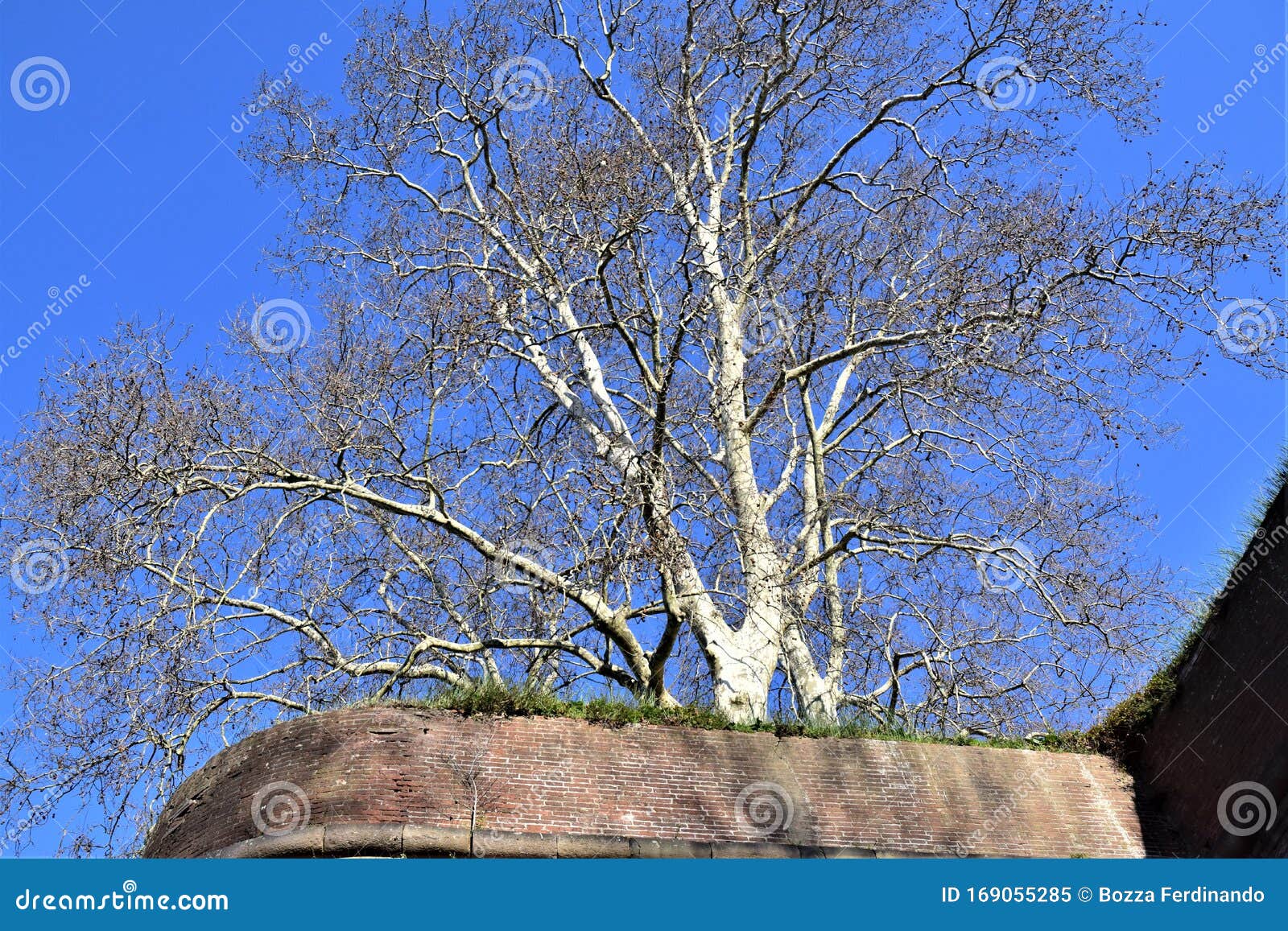Large Plane Tree with Bare Branches, on the 16th and 17th Century ...