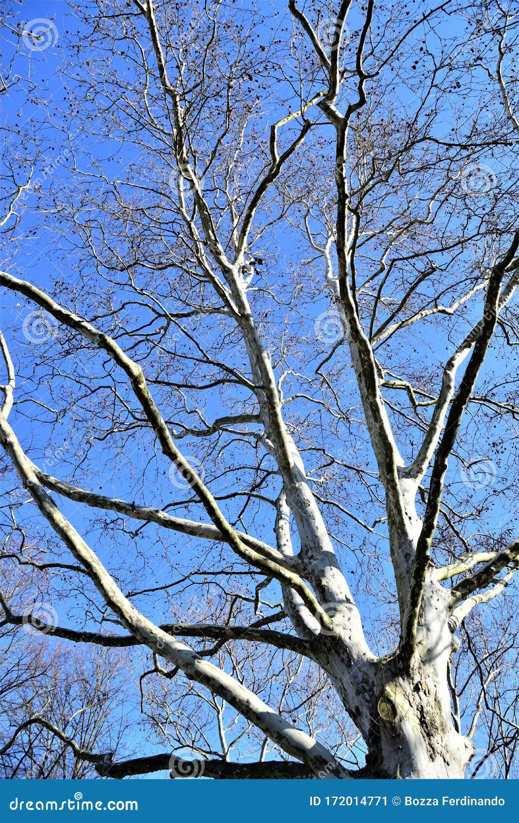 A Large Plane Tree Extends Its Bare Branches Towards the Blue Sky in a ...