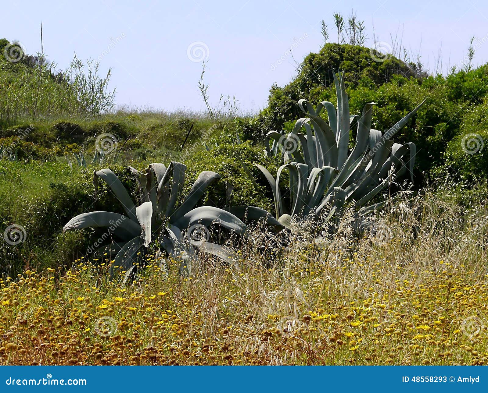 Large plant in corfu stock image. Image of orange, natural - 48558293
