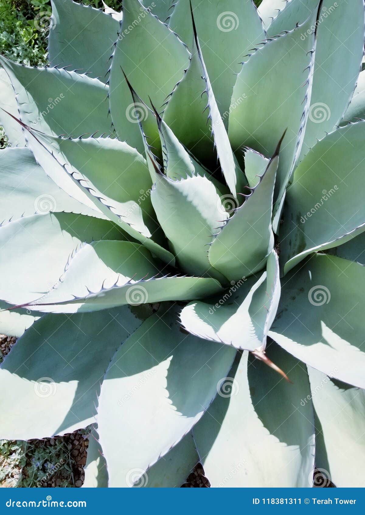 Large plant stock image. Image of plant, leaves, green - 118381311