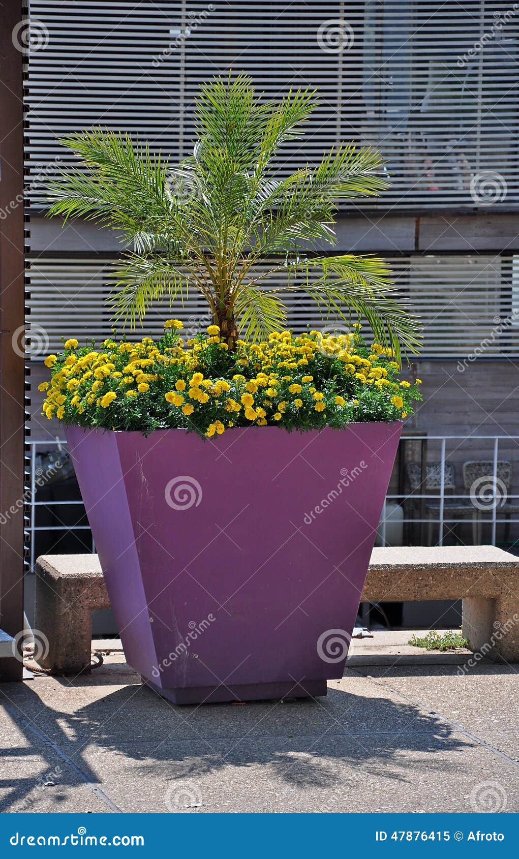 Large Planter with Yellow Flowers Stock Image - Image of yellow, large ...
