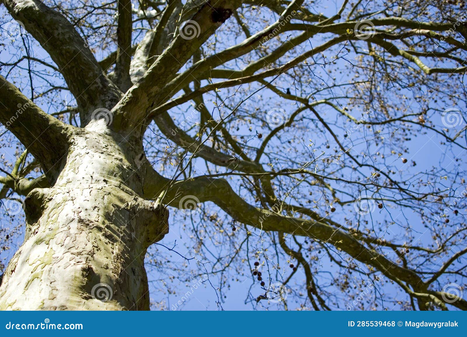 Large Platan Tree Bottom View Stock Photo - Image of grain, material ...