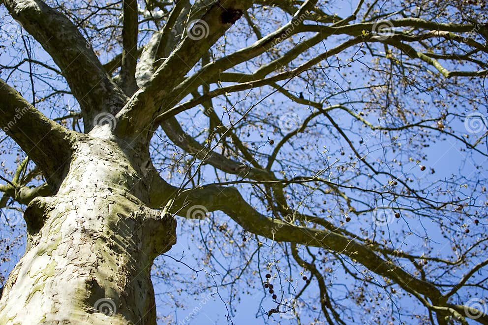 Large Platan Tree Bottom View Stock Photo - Image of grain, material ...