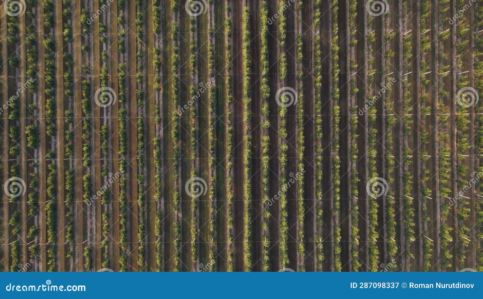 Large Plot with Fruit Trees Stock Video - Video of garden, orchard ...