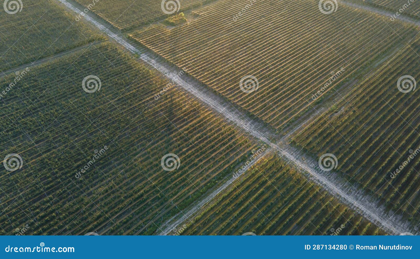 Large Plots with Fruit Trees Separated by Roads Stock Photo - Image of ...