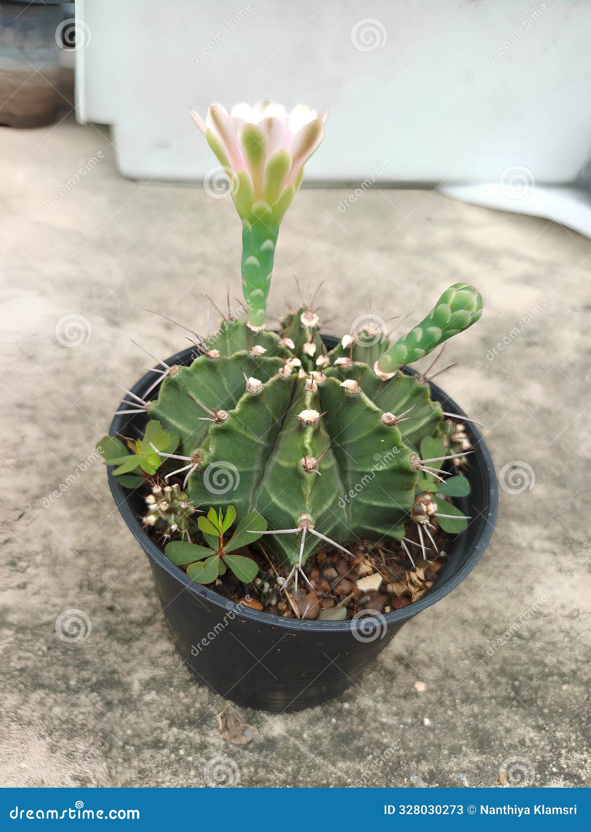 The Large, Plump, Sharp Thorned Indian Laburnum Tree is Blossoming ...