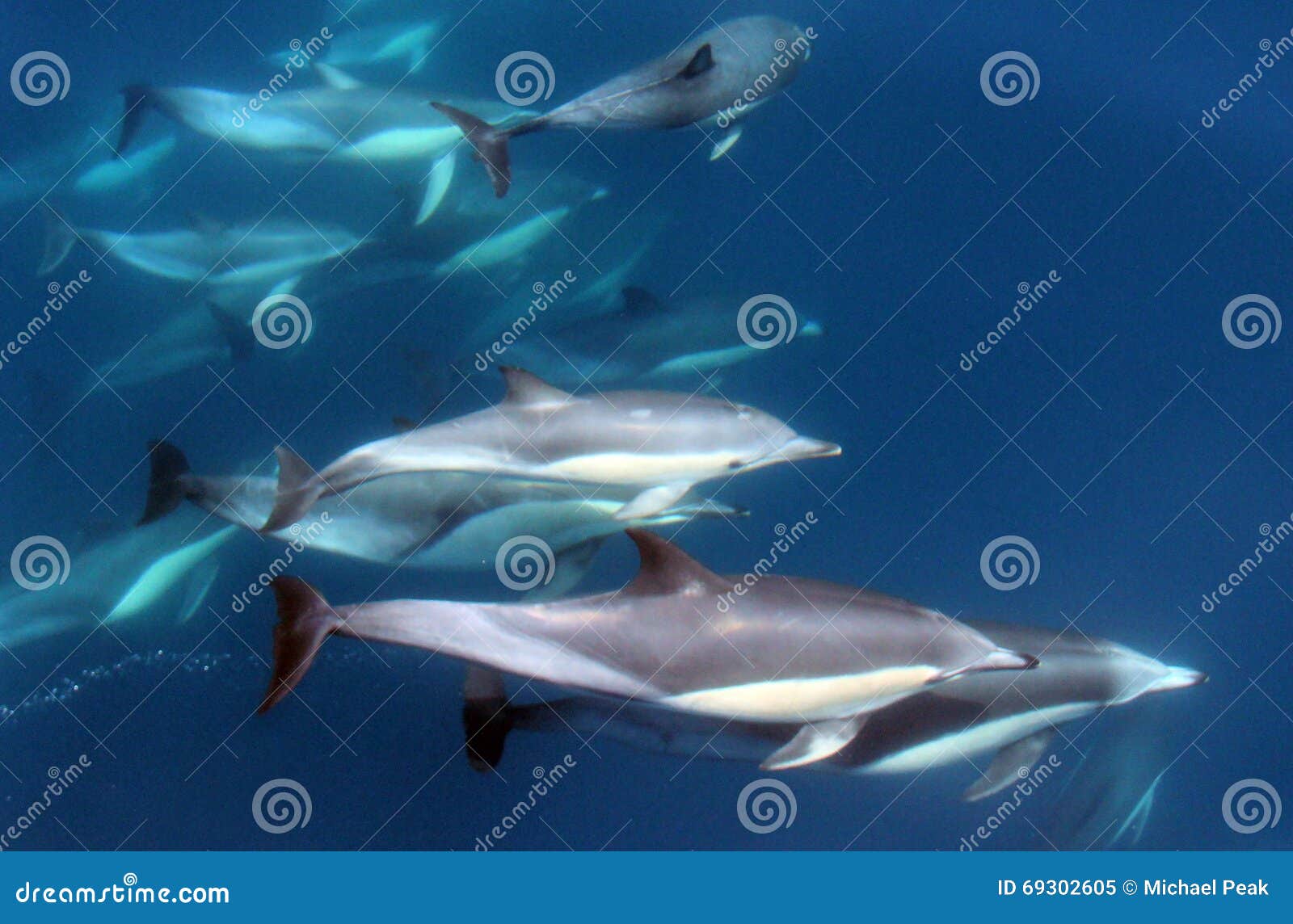 Large Pod of Pacific Common Dolphins Under Water Stock Image - Image of ...