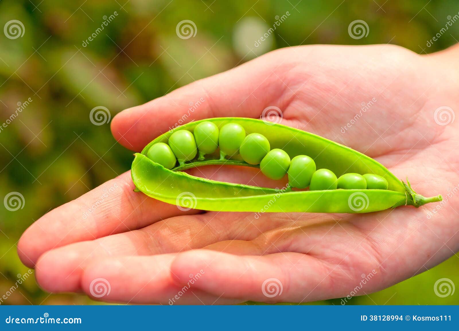 Large Pod of Peas on Female Palm Stock Photo - Image of harvesting ...