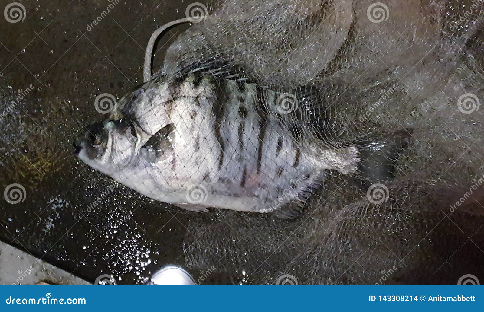 Large Poisonous Spiked Striped Scat Fish in Cast Net Stock Photo ...