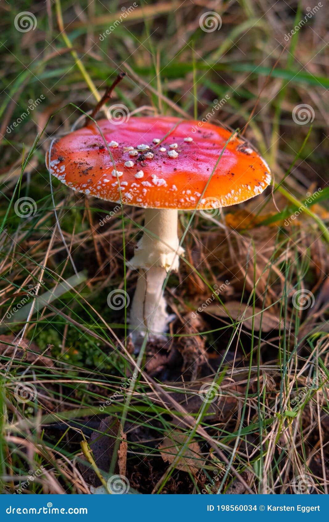 Large Poisonous Toadstool with Its Loud Red Cap Stands on the Forest ...