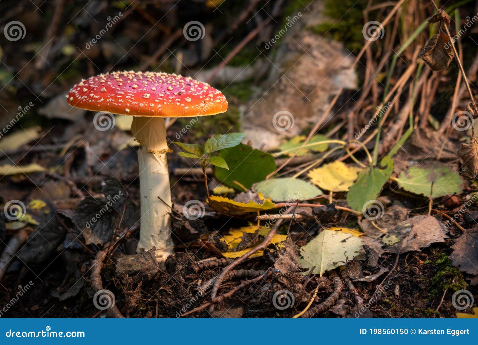 Large Poisonous Toadstool with Its Loud Red Cap Stands on the Forest ...