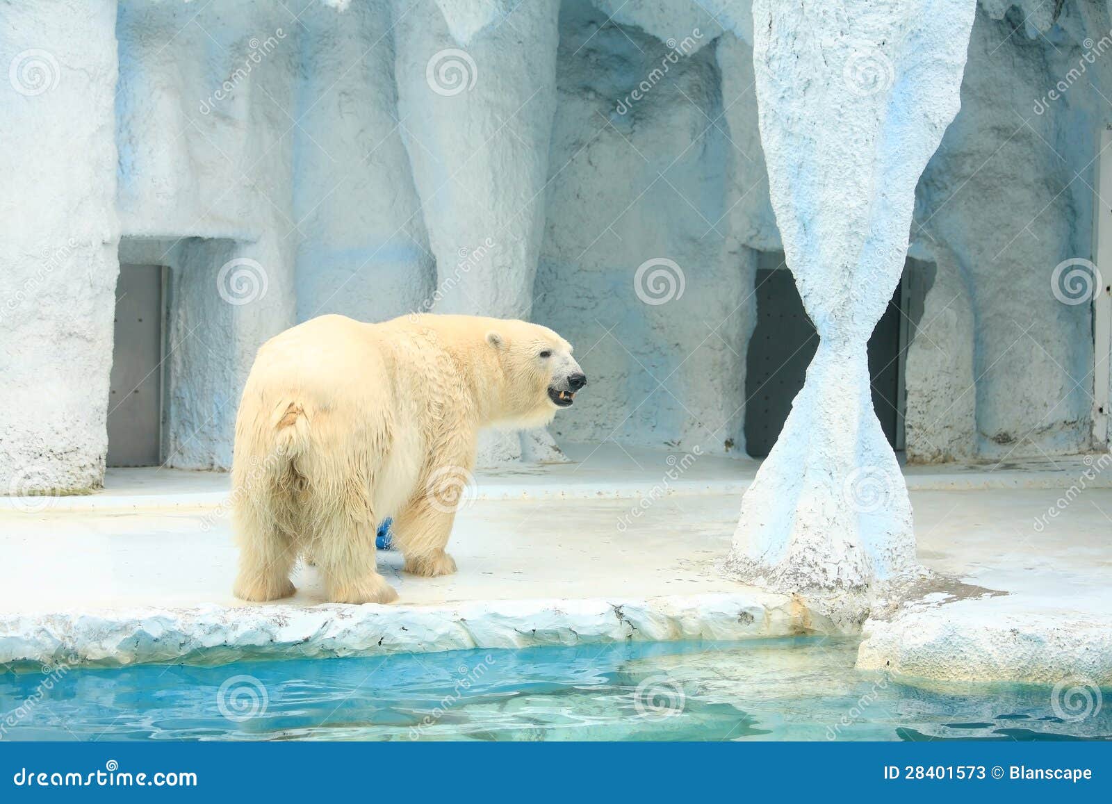 Large Polar bear stock image. Image of mammal, fauna - 28401573