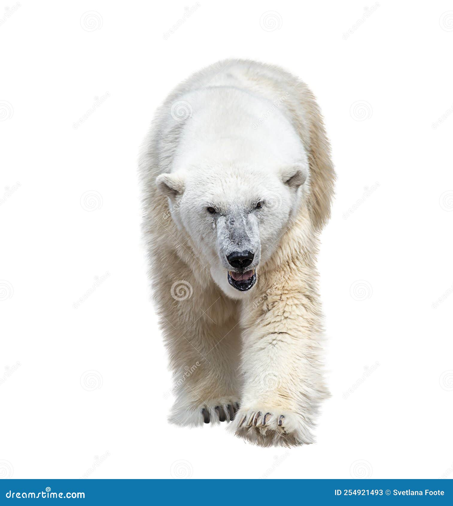 Large Polar Bear Isolated on White Stock Image - Image of large ...