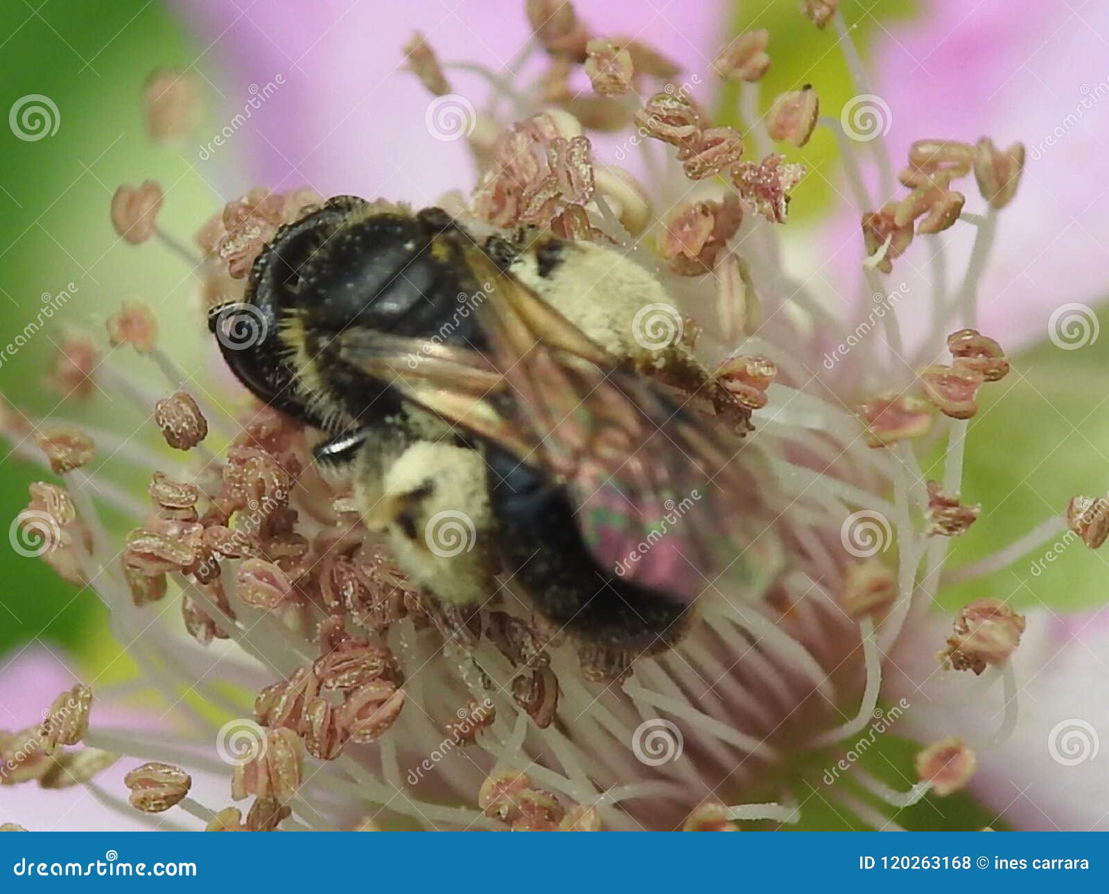 Pollinator stock photo. Image of large, insect, pollen - 120263168