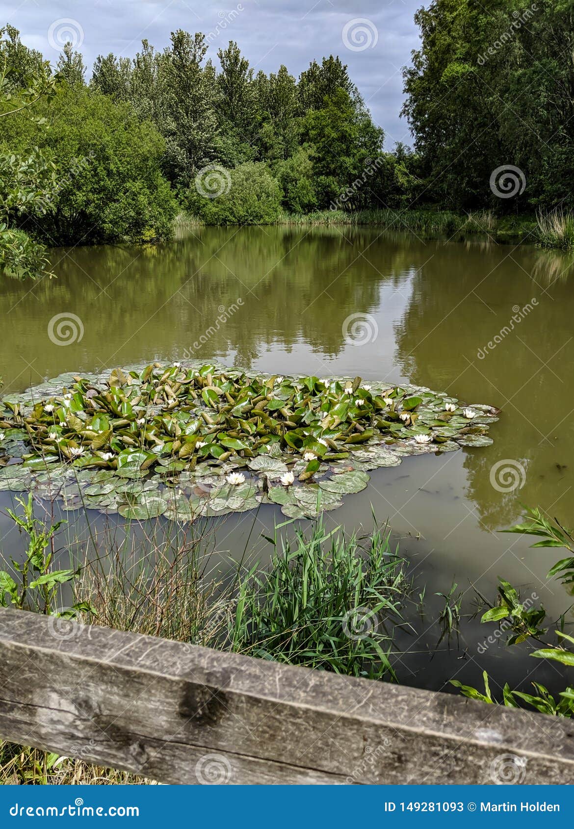 Large pond stock image. Image of leaf, plants, flower - 149281093