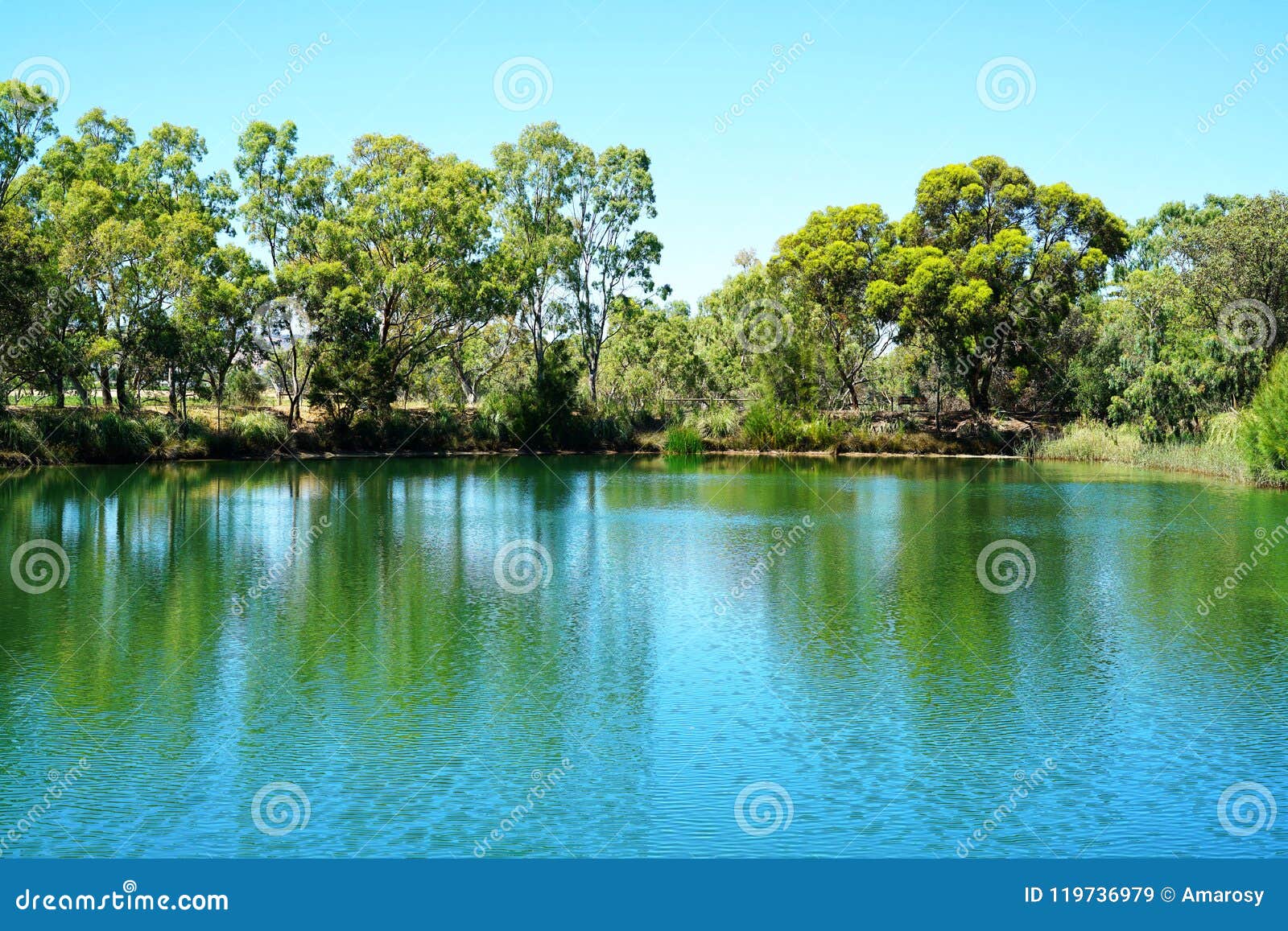 Large Pond in Natural Australian Bush Setting. Stock Image - Image of ...