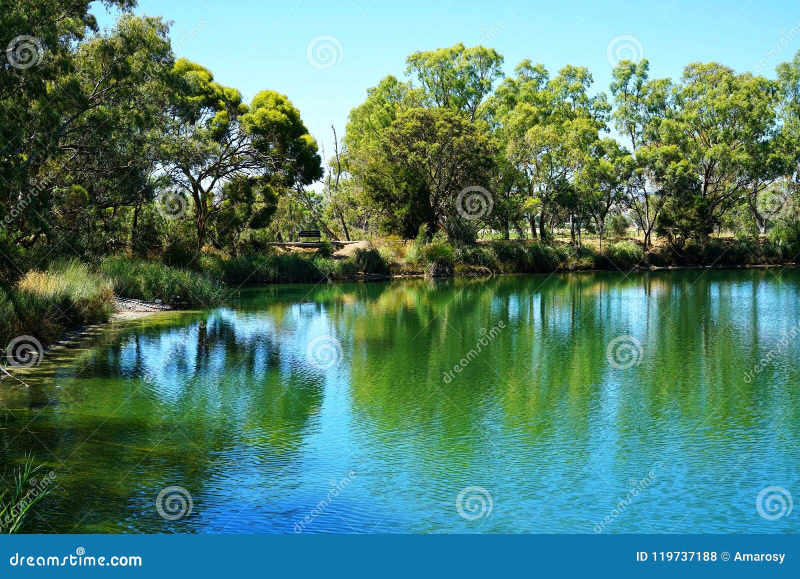 Large Pond in Natural Australian Bush Setting. Stock Photo - Image of ...
