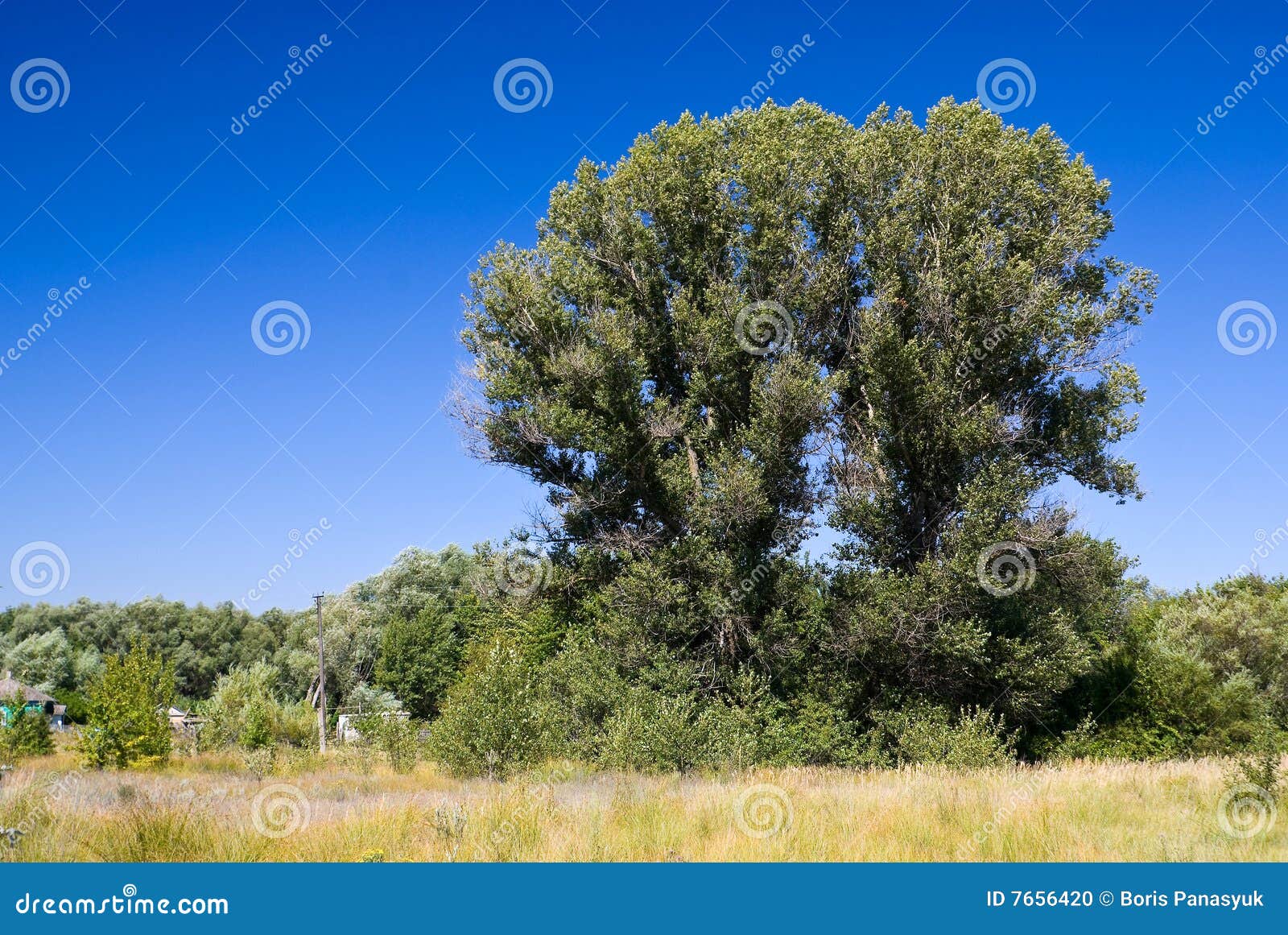 Large poplar stock photo. Image of trees, houses, outskirts - 7656420