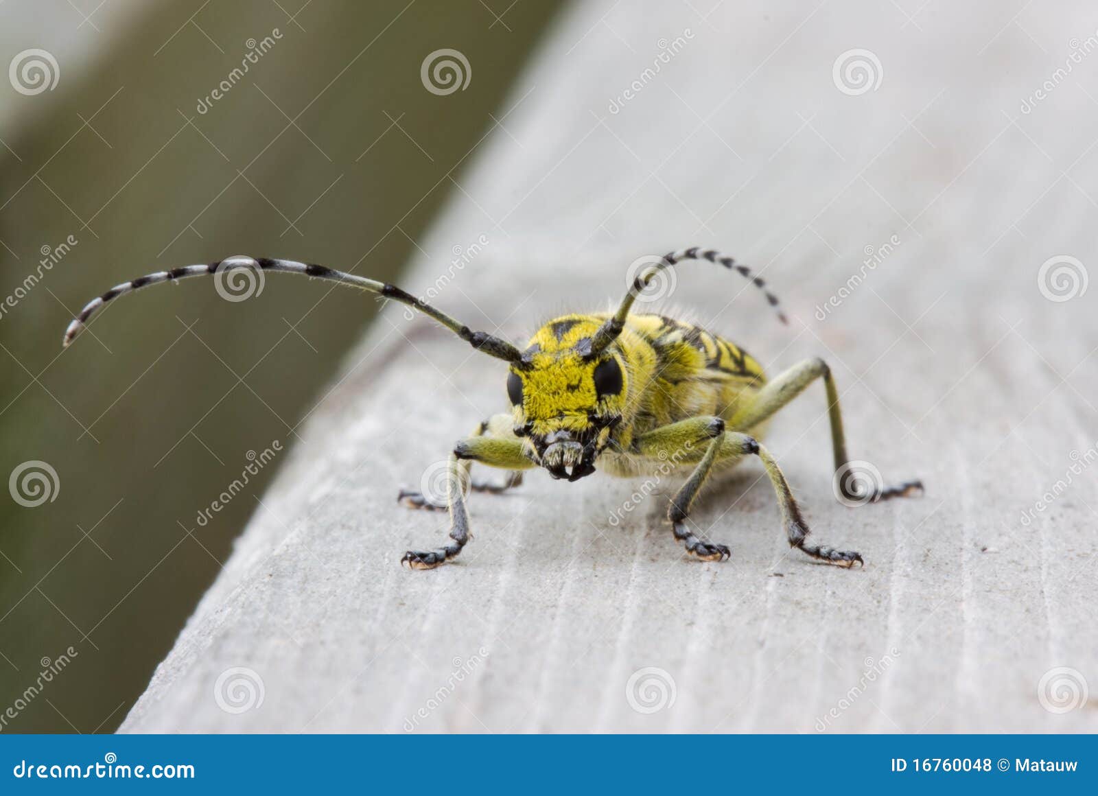 Large Poplar Longhorned Beetle Stock Photo - Image of carcharias ...