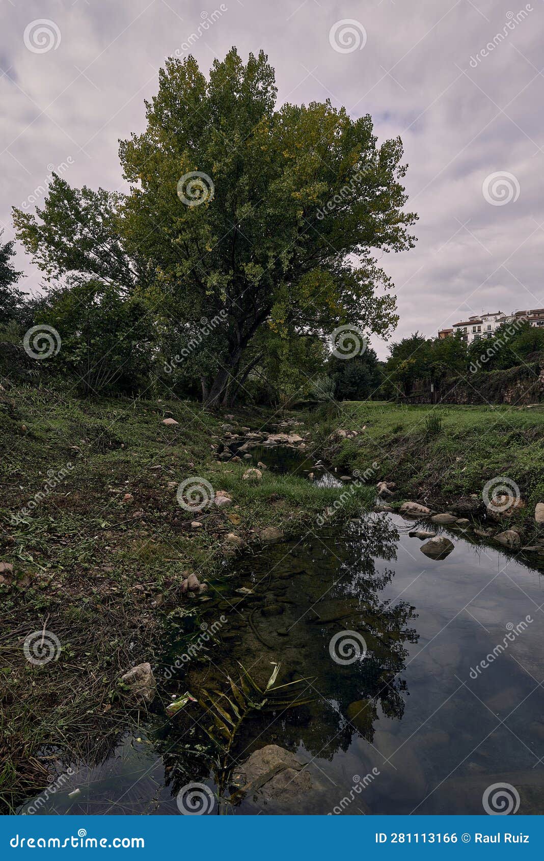 A Large Poplar Tree, on a Stream Bed Stock Photo - Image of huge ...