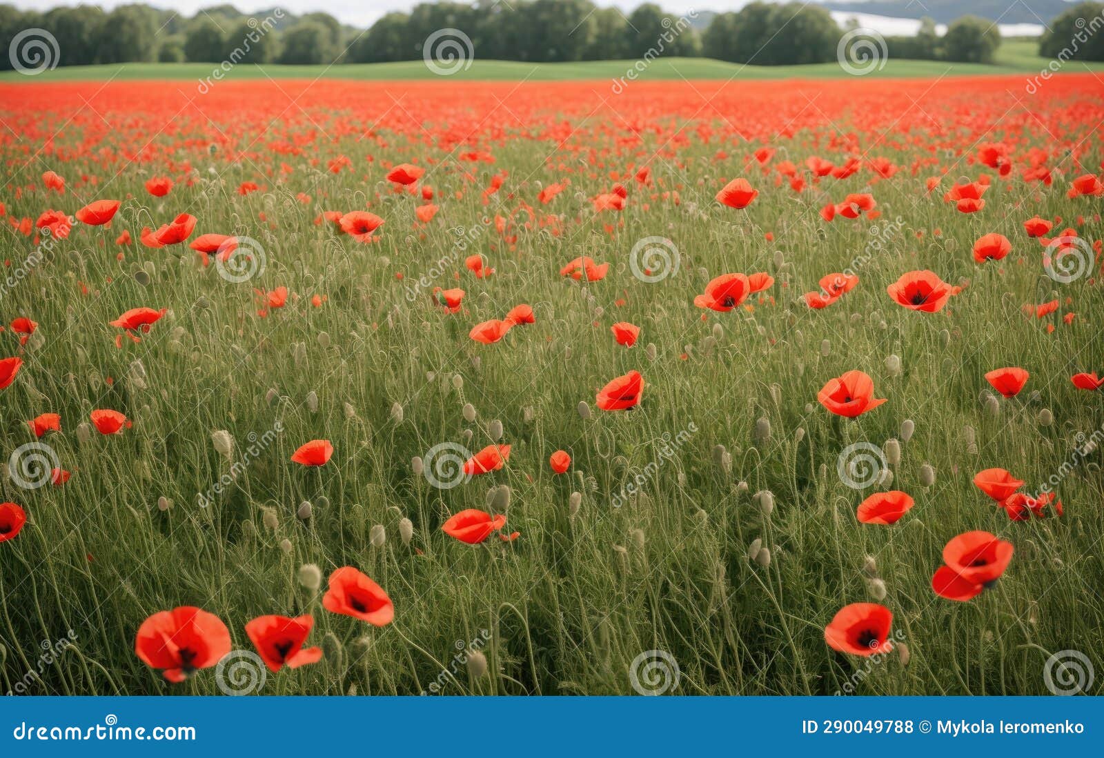 A Large Poppy Field with Trees in the Background Stock Illustration ...