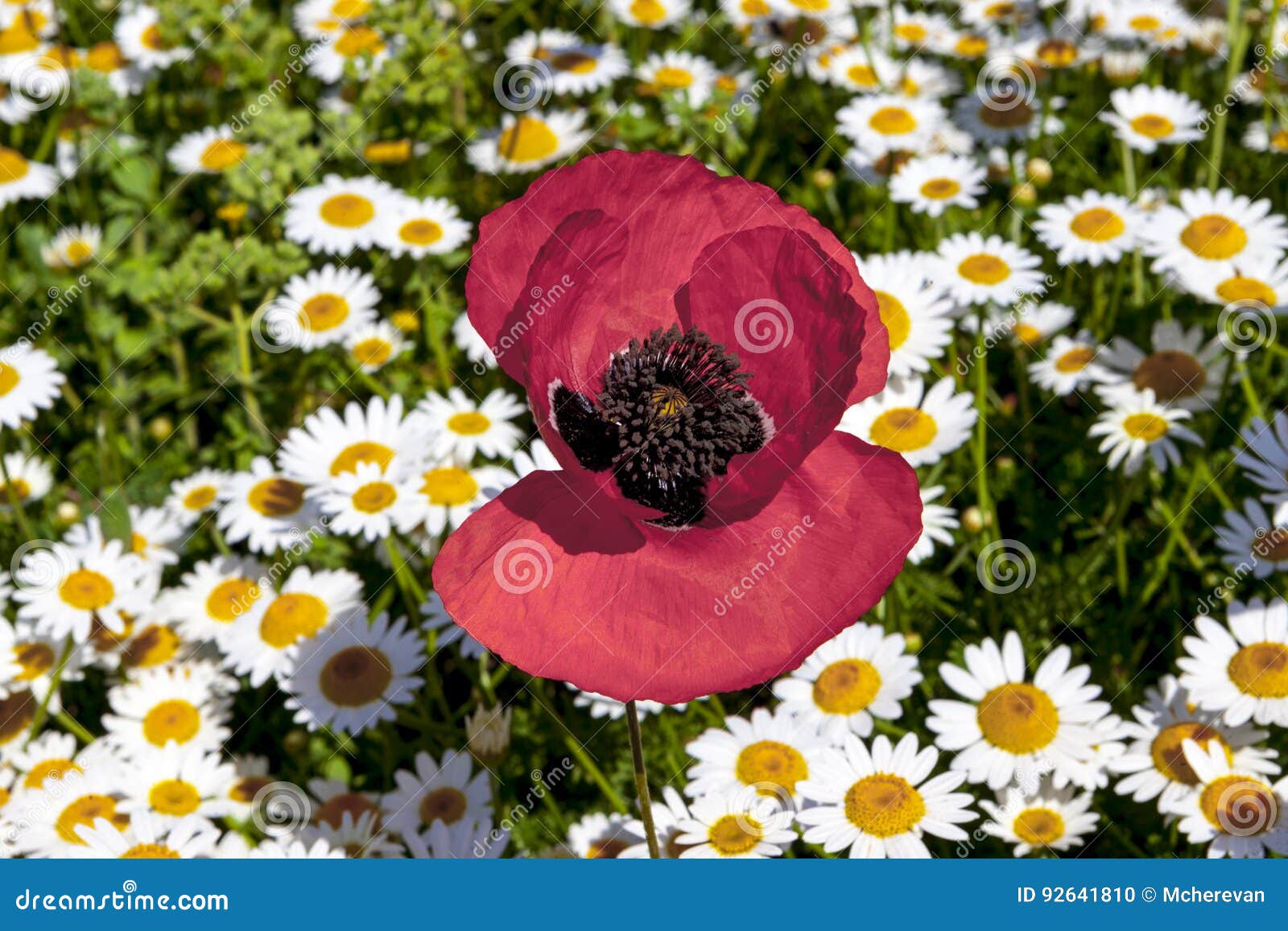 Large Poppy Flower on the Field Stock Photo - Image of natural, copy ...