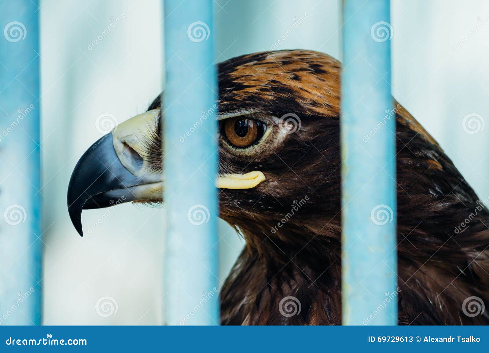Large Portrait of a Hawk Who Sits in a Cage Stock Image - Image of ...