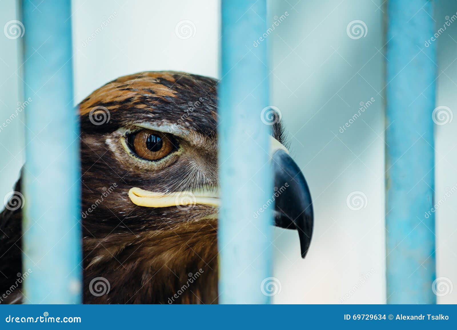 Large Portrait of a Hawk Who Sits in a Cage Stock Photo - Image of beak ...