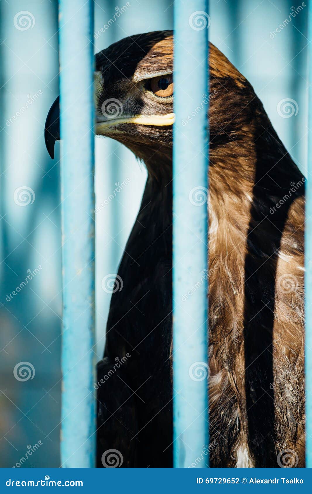 Large Portrait of a Hawk Who Sits in a Cage Stock Photo - Image of ...