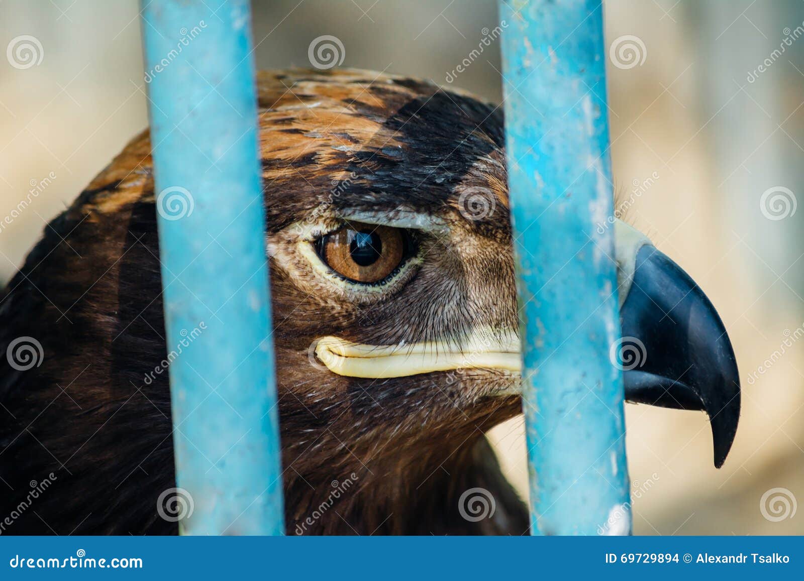 Large Portrait of a Hawk Who Sits in a Cage Stock Photo - Image of ...