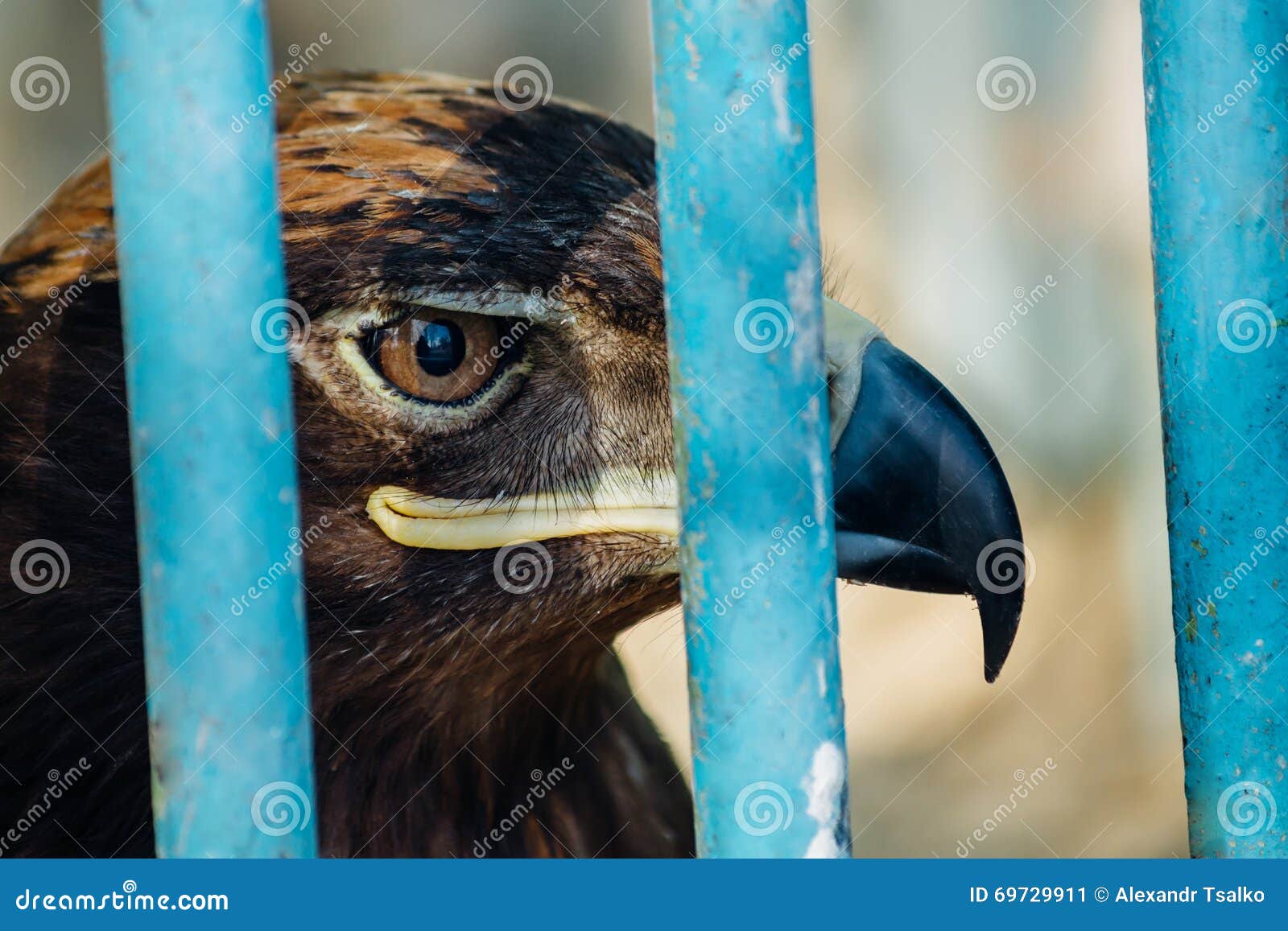 Large Portrait of a Hawk Who Sits in a Cage Stock Image - Image of ...
