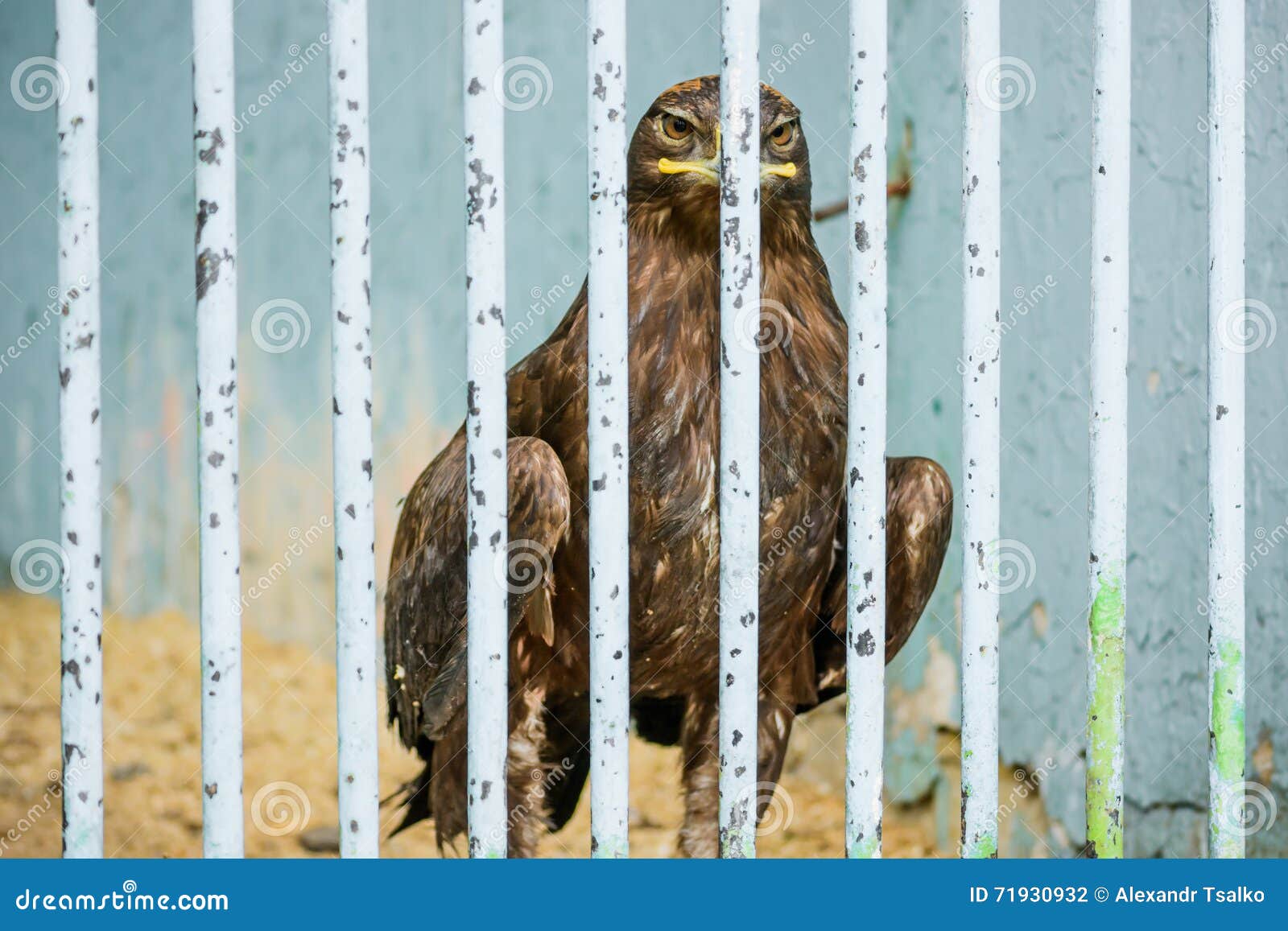 Large Portrait of a Hawk Who Sits in a Cage Stock Photo - Image of ...