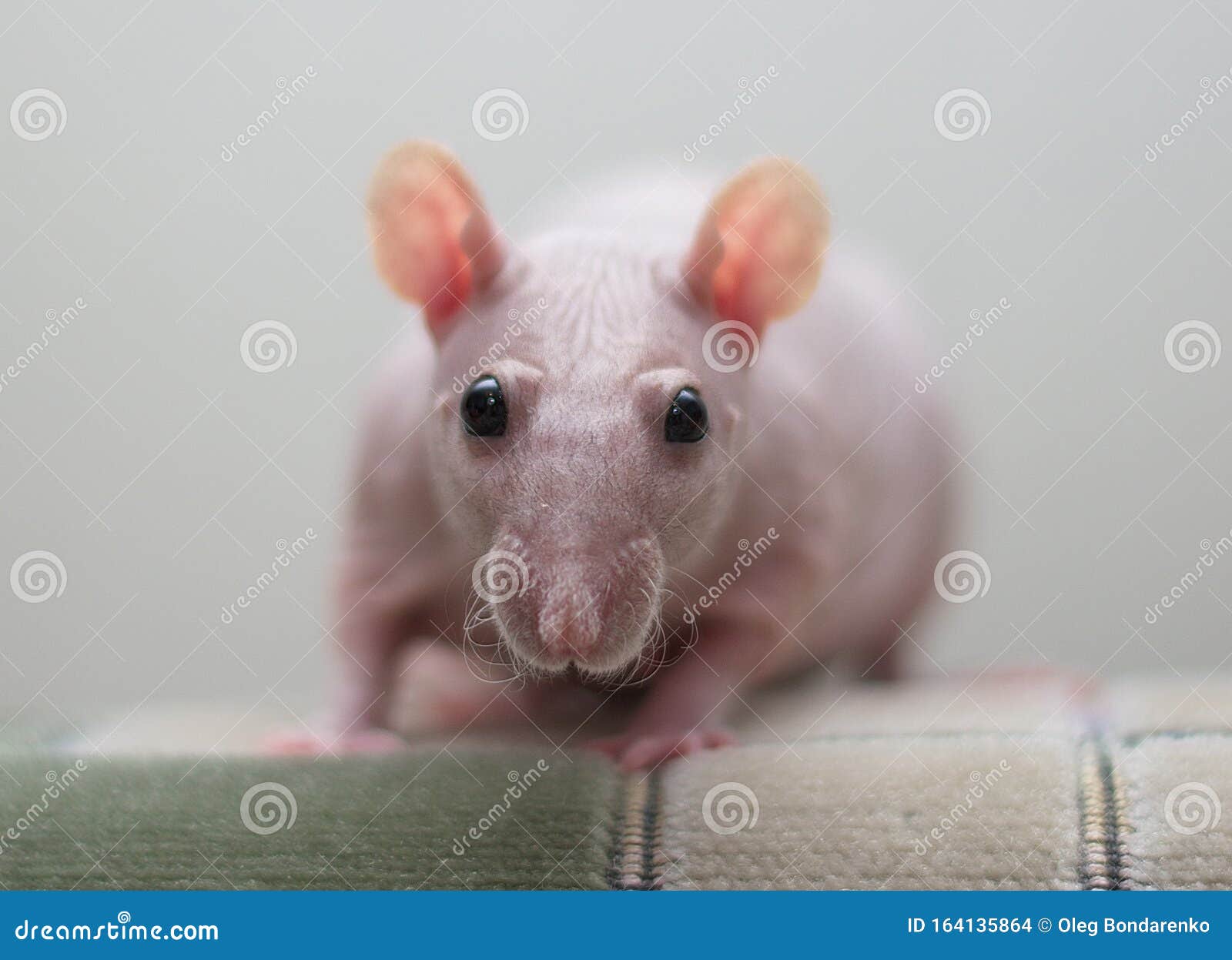 Large Portrait of a White Decorative Rat Stock Photo - Image of mouse ...