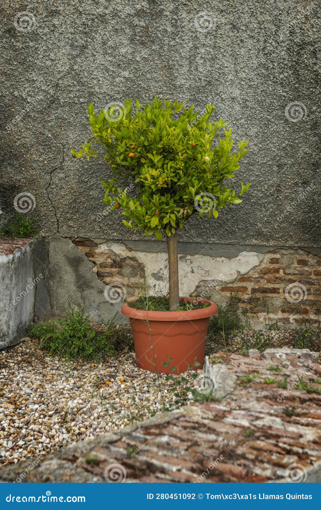 A Large Pot with a Small Tree Stock Photo - Image of wood, landscaping ...