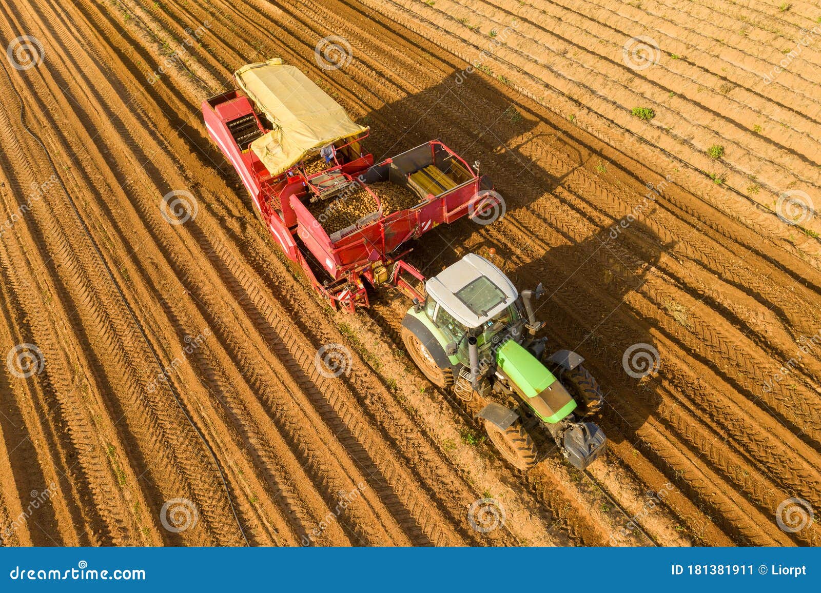 Potato Harvester At Seasonal Harvesting Of Potatoes From Field ...