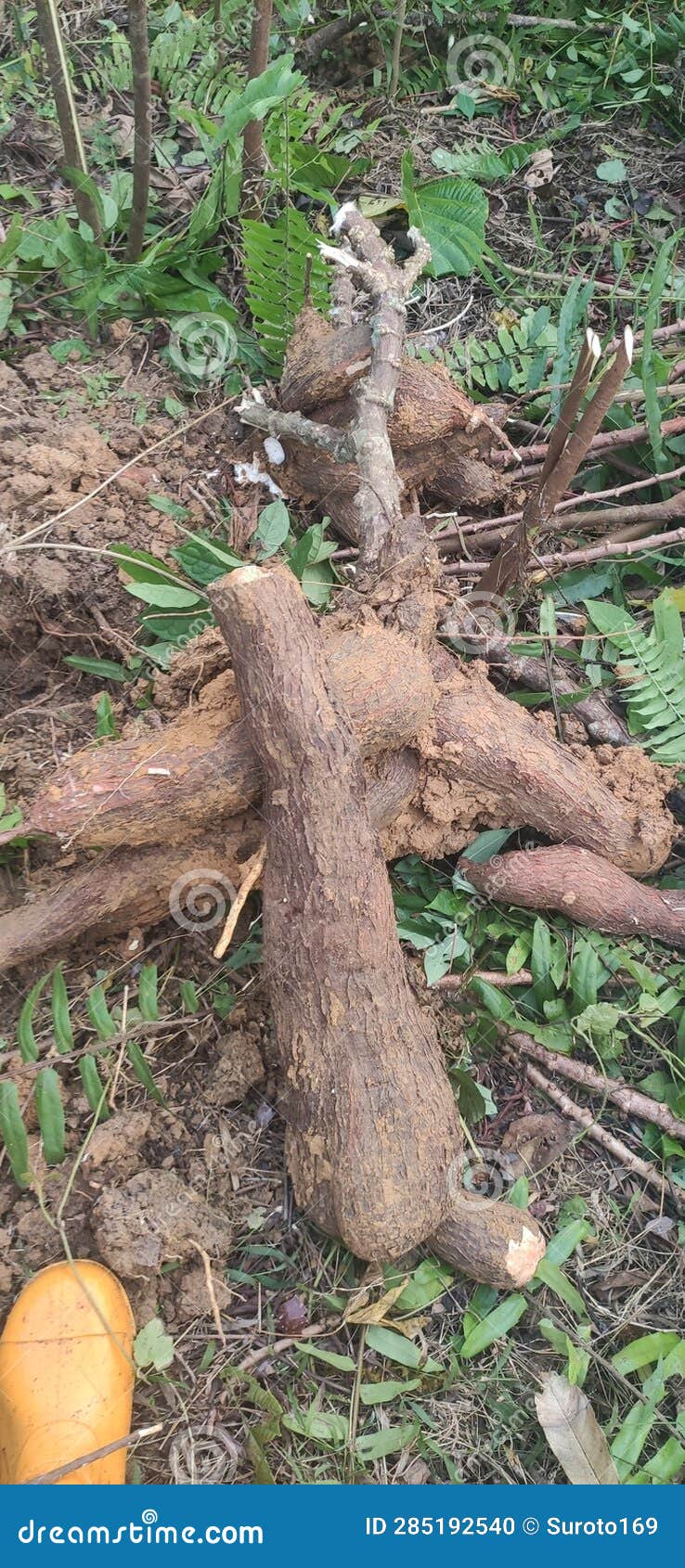 Large potato plants stock photo. Image of large, bigpotato - 285192540