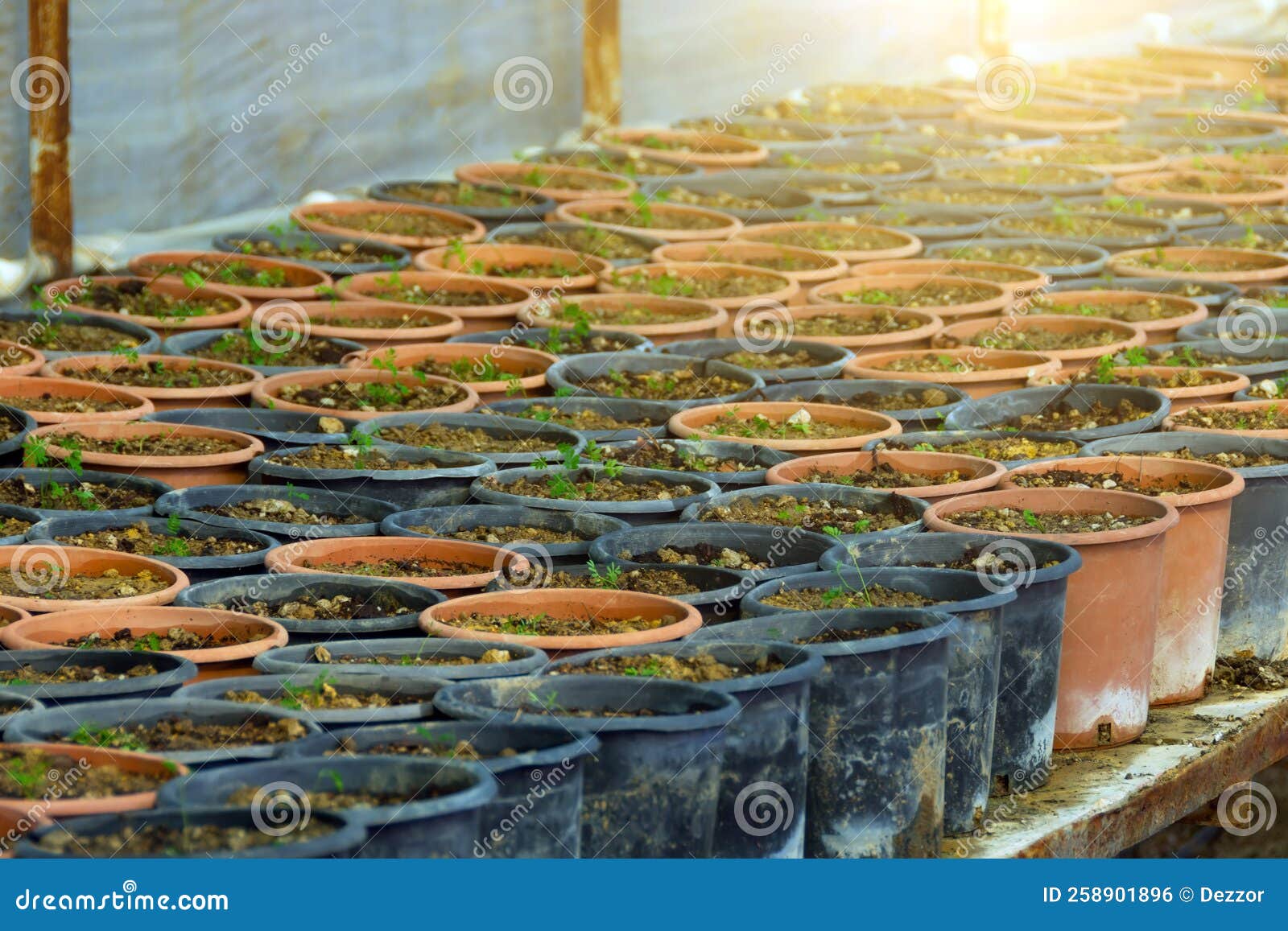 Large Pots with Crops of Various Plants in the Greenhouse of the ...