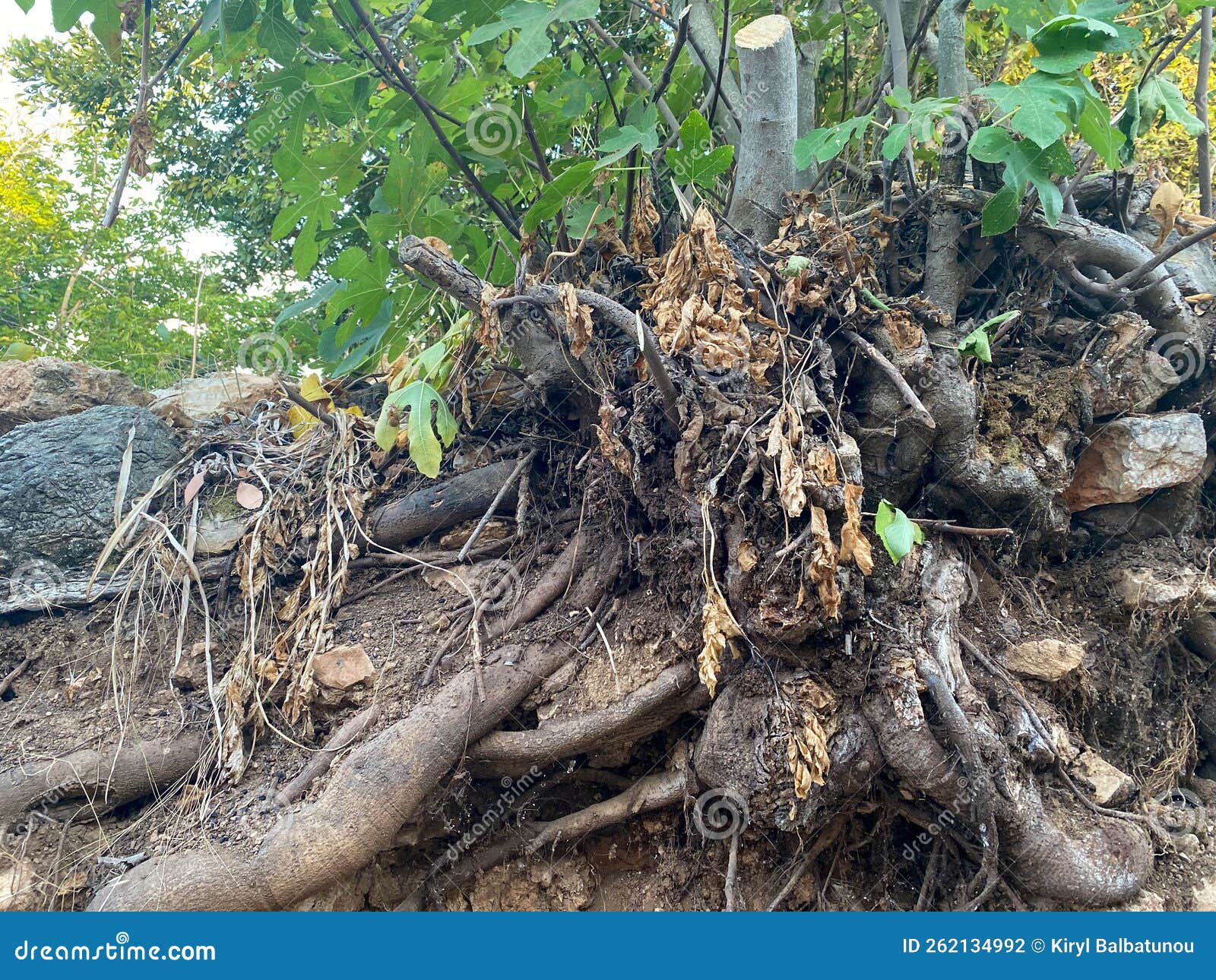 Large Powerful Tree Roots in the Ground, Uprooted Tree from the Soil in ...