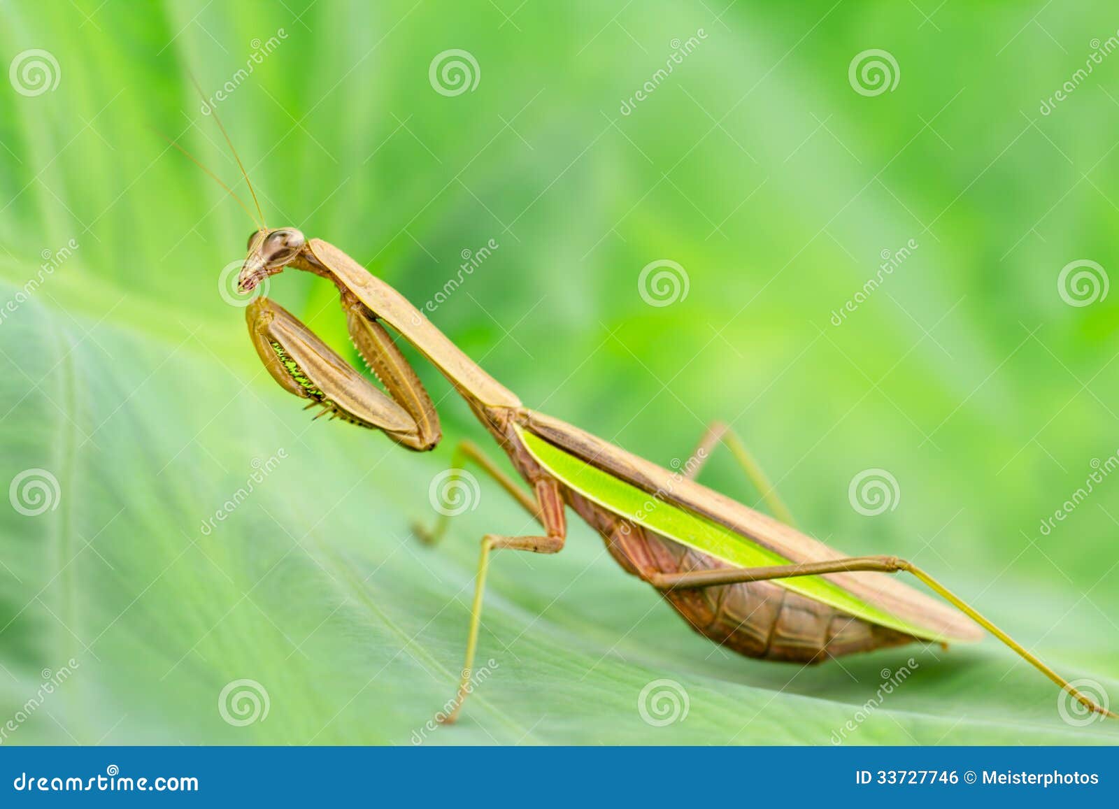 Large Praying Mantis Close-up Stock Photo - Image of dangerous ...