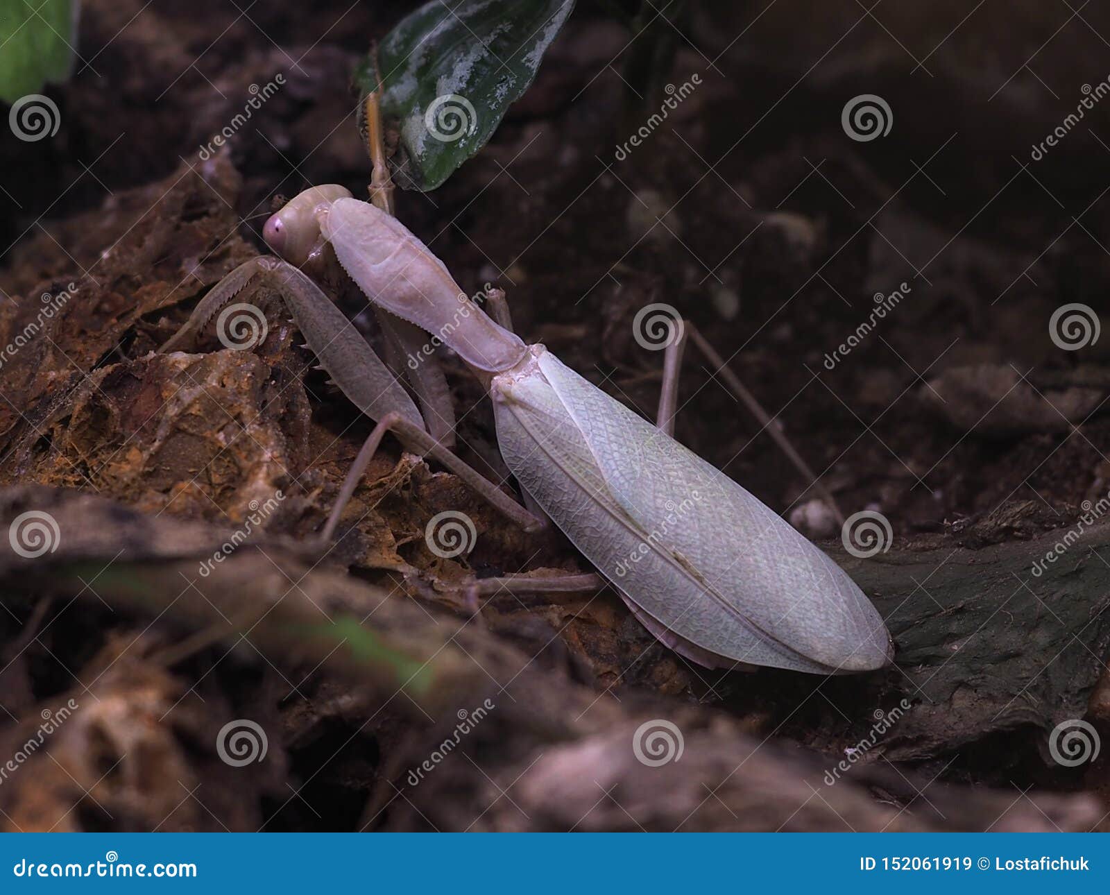 Large Praying Mantis in Enclosure Editorial Stock Image - Image of ...